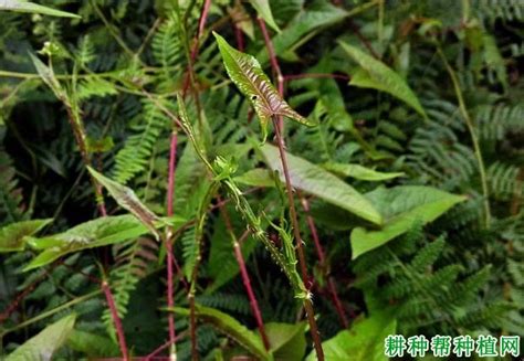 大箭叶蓼蓼科耕种帮种植网