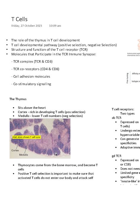 T Cells T Cell Lecture Notes The Role Of The Thymus In T Cell