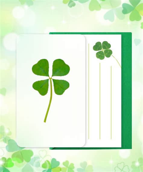 11할인 네잎클로버 카드 압화 코팅 편지지 세트 생일선물 친구선물 졸업선물 졸업식 수능선물 행운 행복 소원 부모님선물 부적 에이블리