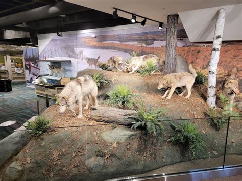 International Wolf Center In Ely St Louis Museums Joonsquare Usa