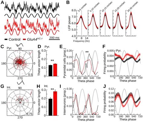 A Representative Examples Of Theta Oscillations Recorded During Download Scientific Diagram