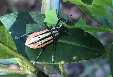 Diaprepes Root Weevil Control Helpful Tips Whats That Bug