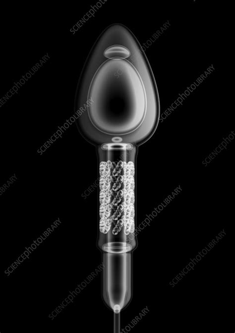 Human Sperm Cell Illustration Stock Image C Science Photo Library