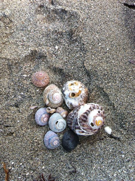 Beautiful Seashells On The Sand