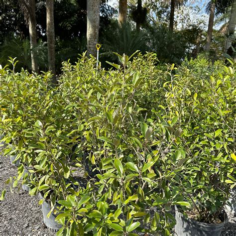 Jamaica Caper Jungle Plants