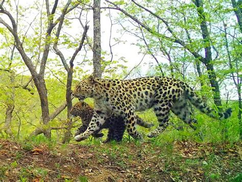 Крупная группа дальневосточных леопардов замечена на границе Приморья с КНДР