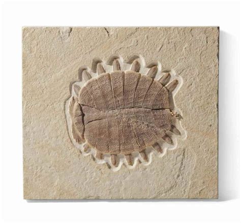 A Rare Fossil Turtle Shell Green River Wyoming From The Eocene Circa 50 Million Years Ago The