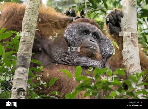 Flanged Male Orangutan Relaxing In A Tree Tanjung Puting National Park