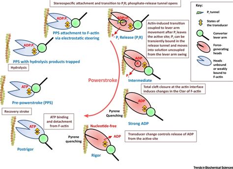 Myosin And Actin