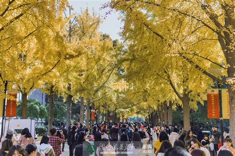 银杏大道最佳观赏期到来 师生纷纷驻足合影留念（多图） 学校新闻 北林在线