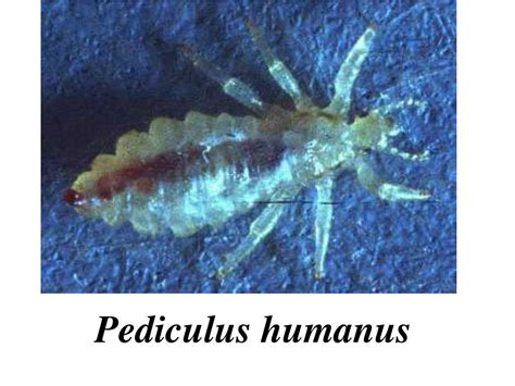 Ppt Medical Entomology Powerpoint Presentation Free Download Id
