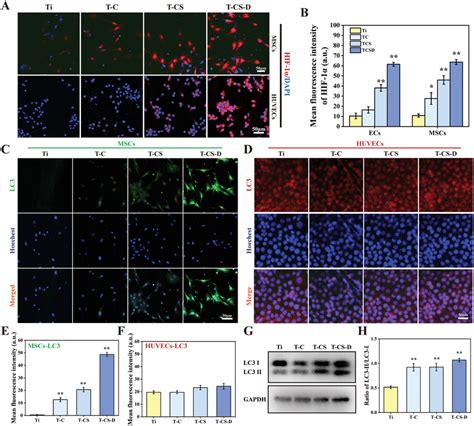 Autophagy Activity Detection A Hif‐1α Representative Download