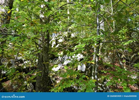 Broadleaf Temperate Deciduous Forest With A Beech Trees Stock Image