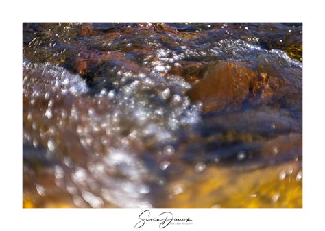 Susan Dimock Photography