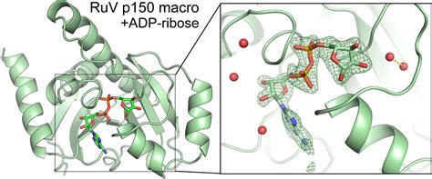 Ribose New Roots D Ribose 250g