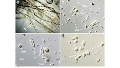 Photomicrographs Of Photosynthetic Green Algae Diatoms And Other Download Scientific Diagram
