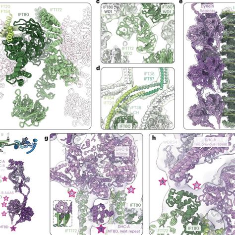 Interaction Between Ift B2 And Dynein 2 A Ift80 Dark Green Forms The