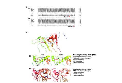 pathogenicity analysis of the novel mutations a conserved analysis