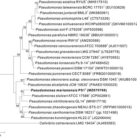 Neighbour Joining Tree Based On 16s Rrna Gene Sequences Showing The Download Scientific