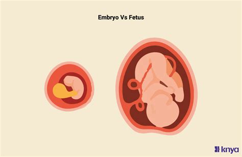 Embryo Vs Fetus Key Stages Of Pregnancy Knya