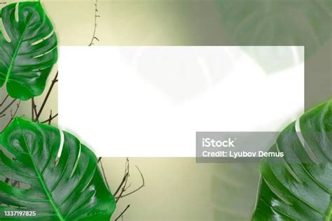열대 잎의 배경 흰색 텍스트 프레임그림자가 있는 몬스터야자 수자의 짙은 녹색 잎 상단 보기 플랫 레이 0명에 대한 스톡 사진 및 기타 이미지 Istock