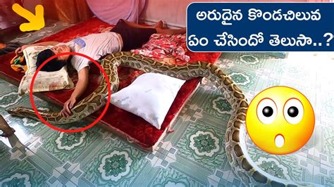 10 Feets Giant Python Crawling On A Young Man Biggest Python Video Goes