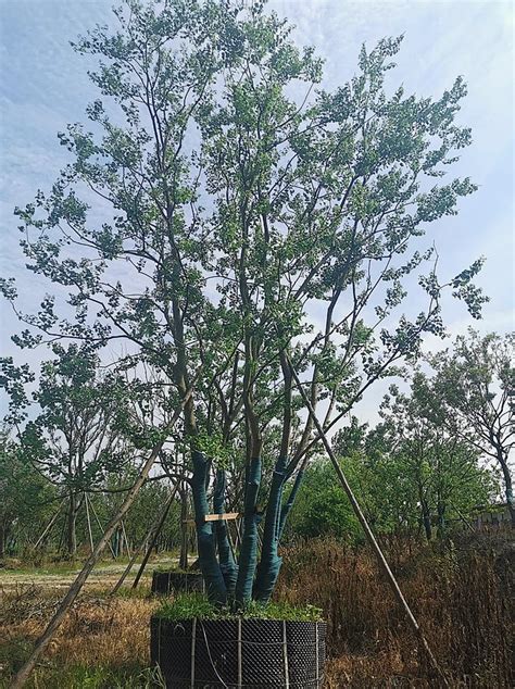 丛生乌桕 花瓣网