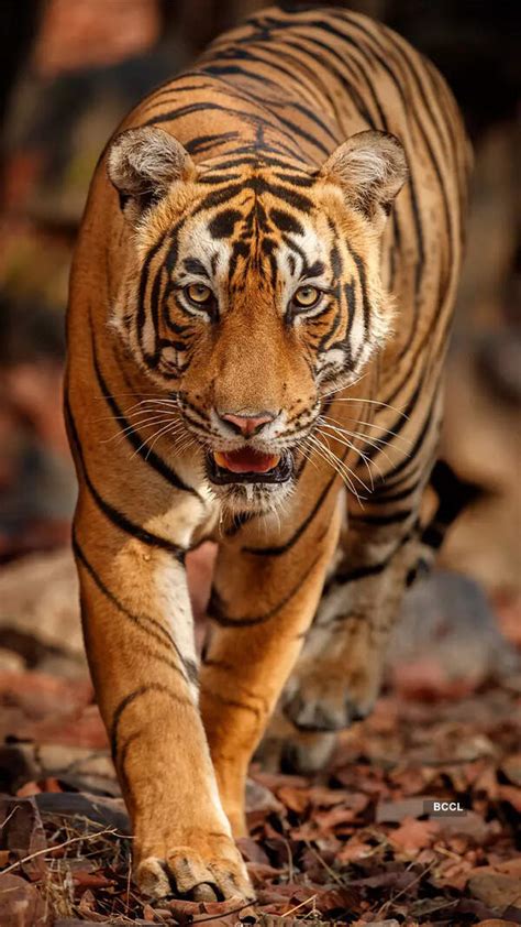 Pavish Narayan Mathew Thomas And Anikha Surendran Starrer ‘nilavuku En Mel Ennadi Kobam Set