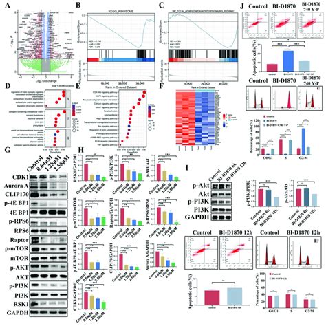 Rna Seq Bioinformatics Analysis And Pi3k Akt Mtorc1 Signaling Pathway