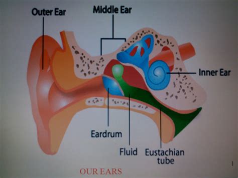 Grommets And Ear Problems At Alice Manning Blog