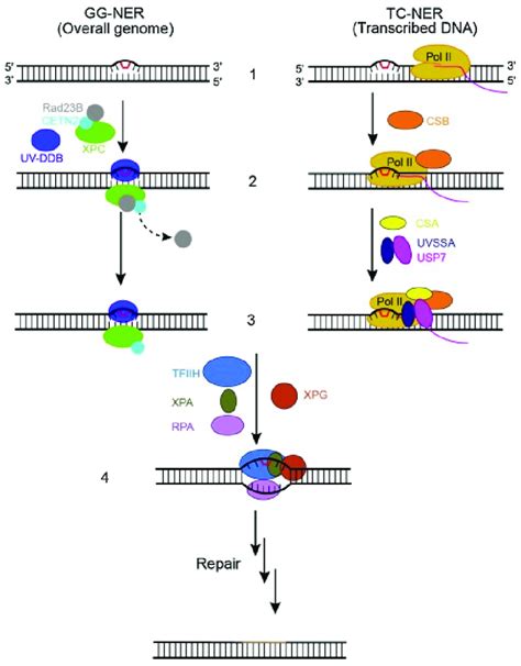 Schematic Representation Of The Two Sub Pathways Of Nucleotide Excision Download Scientific
