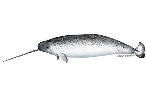 Whales Species Spotlight Office Of National Marine Sanctuaries