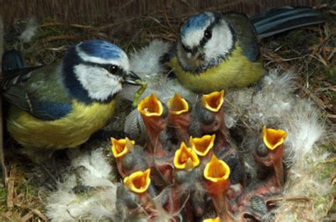 Blog Bird Box Camera Tips Offers And The Latest Gardenature News