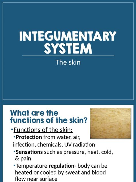 Integumentary System Ppt Pdf Skin Epidermis