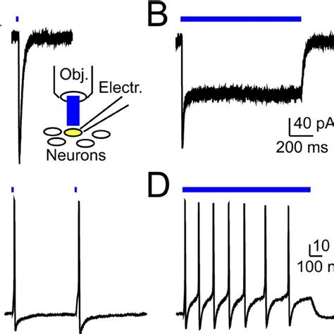 Generation Of Light Evoked Currents And Action Potentials In Download Scientific Diagram