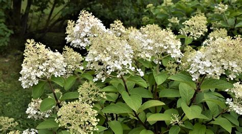 7 Stunning Varieties Of Panicle Hydrangea