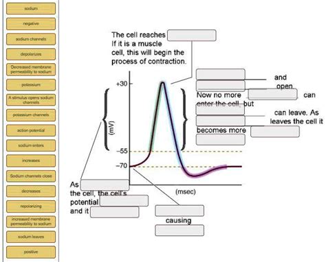 Sodium Negative Sodium Channels Depolarizes Decreased Membrane