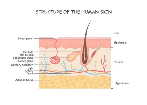Premium Vector Human Anatomy Skin And Hair Diagram Integumentary System