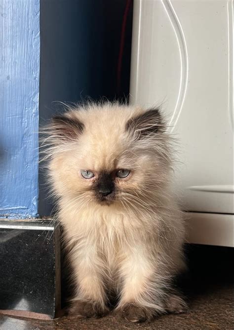 My Friend Needs Help Naming This Cutie I Know It Is Lame Asking For It