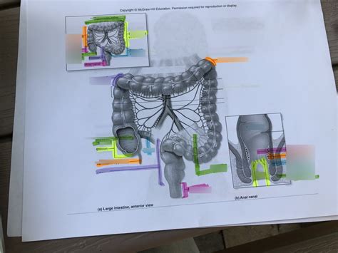 Lab Final Diagram Quizlet
