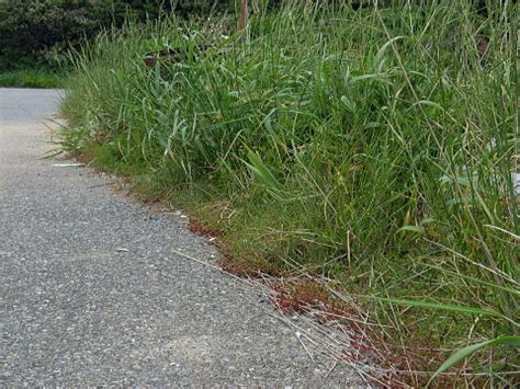 赤島のクロツ 虫つれづれ対馬v2