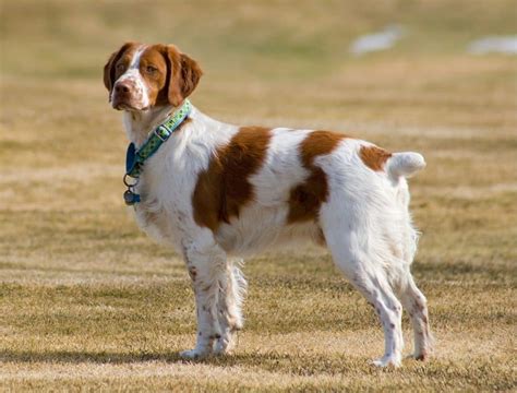 Chien De Chasse Toutes Les Races Les Plus Douées Pour La Chasse