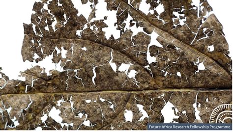 Research Thin Layer Drying And Effect Of Temperature On The Drying Characteristics Of Bushbuck