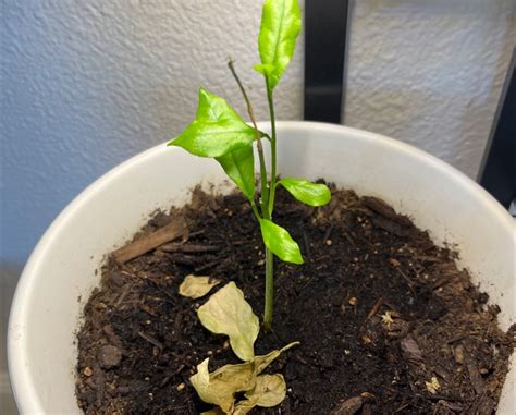 🍋 What Do I Do About Lemon Tree Root Rot