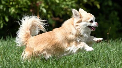 Happy Tail Syndrome In Dogs Symptoms And How To Treat
