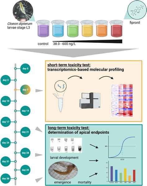 Schematic Representation Of The Long And Short Term Toxicity Test