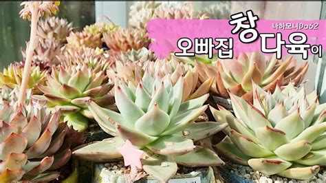 오빠집 창다육이다육이이름 알기다육이 키우기남자가 키우는 다육이 Korean Succulent 多肉植物 たにくしょくぶつ