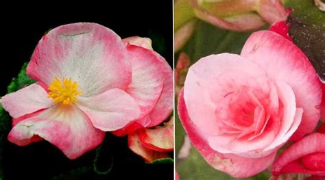 Wax Begonia Flower Leaves Plant Care Guide Pictures