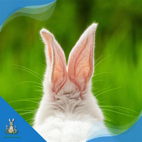 Rabbit Ear Care Essential Tips For Healthy Ears The Rabbit Hop
