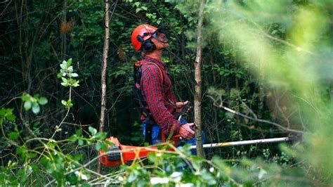 Hänsyn Vid Röjning Skogskunskap